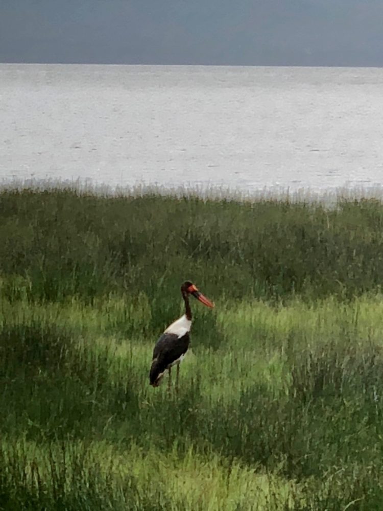 Flamingos of Lake Nakuru? – A Nakuru-tó flamingói? – FloorCookies