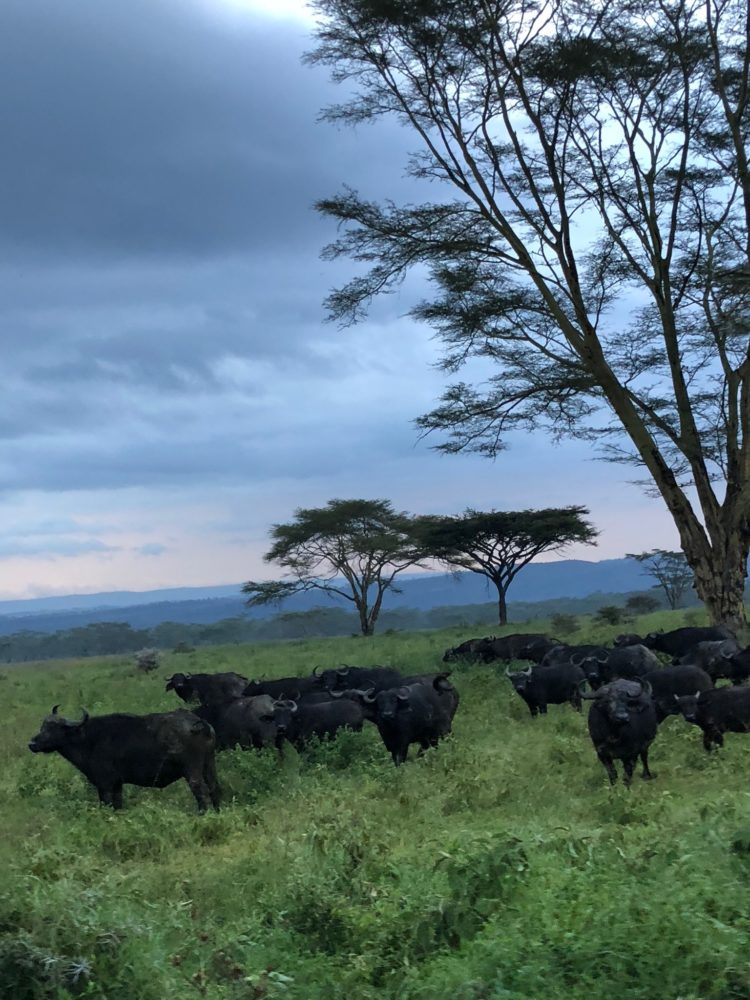 Flamingos of Lake Nakuru? – A Nakuru-tó flamingói? – FloorCookies